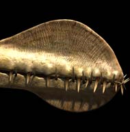 Dinosaurs Ornithocheirus